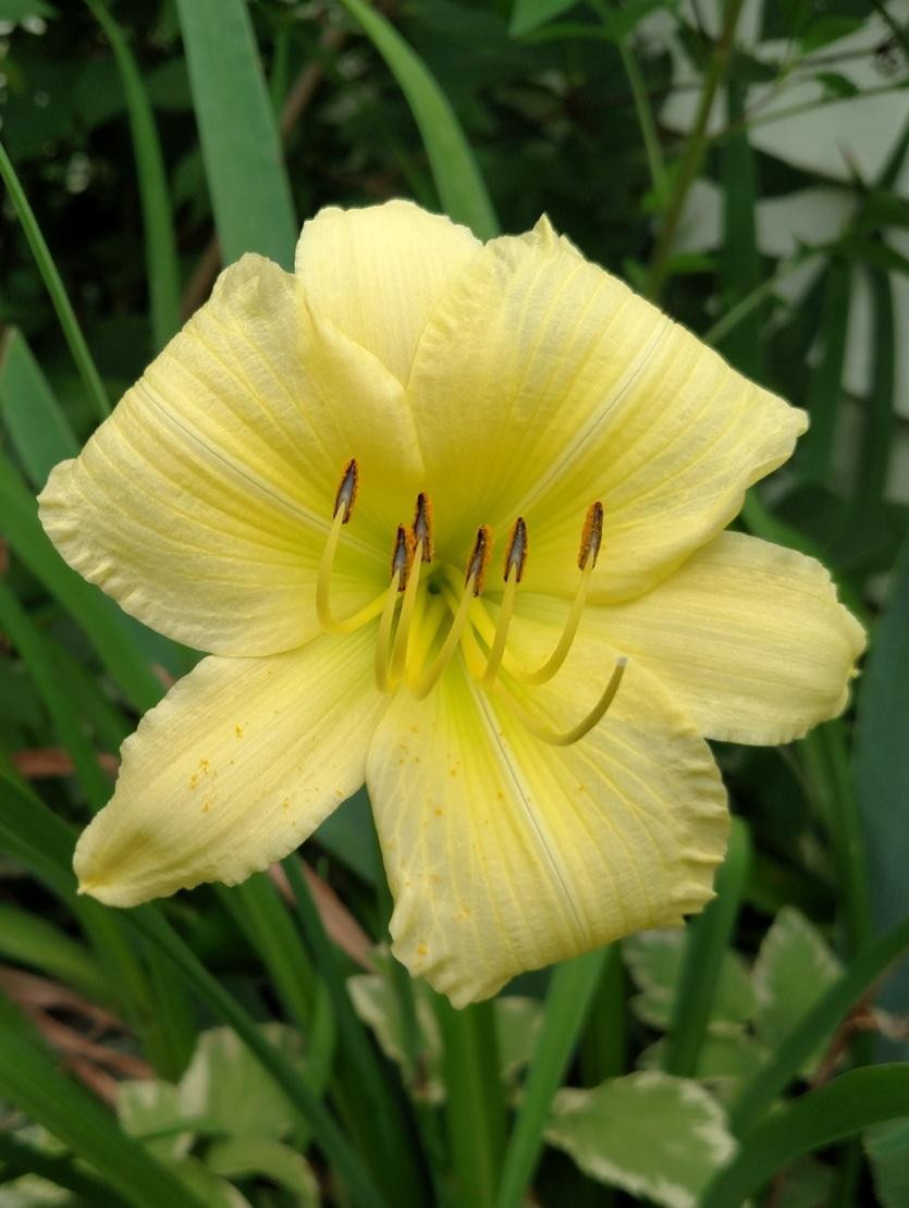 Crin Hemerocallis Big Time Happy (ghiveci 1,5 L), crin de o zi cu flori ...