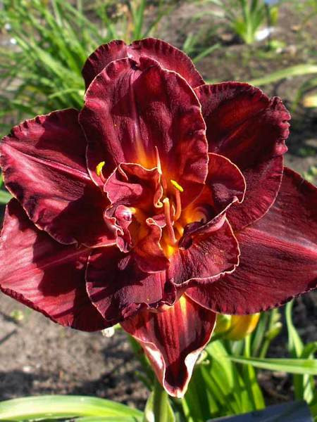 Crin Hemerocallis Burgundy Love (ghiveci 1,5 L), crin de o zi cu flori ...