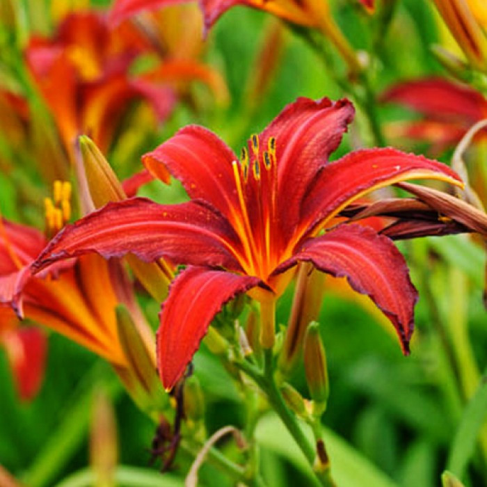 Crin Hemerocallis Crimson Pirate (ghiveci 1,5 L), crin de o zi cu flori ...