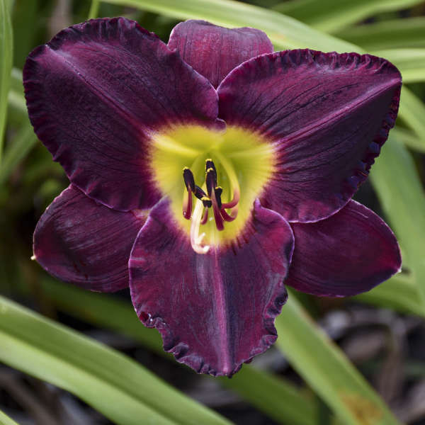 Crin Hemerocallis Bela Lugosi (ghiveci 1,5 L), crin de o zi cu flori ...