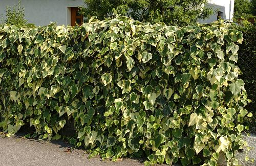 Hedera algeriensis Gloire de Marengo (ghiveci 2 L), iedera decorativa ...