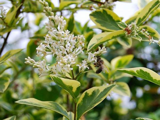 Ligustrum ovalifolium Aureum (ghiveci 1,5 l), lemn cainesc auriu