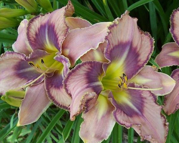 Crin Hemerocallis Mildred Mitchell (ghiveci 1,5 L), crin de o zi cu ...