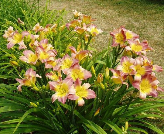 Crin Hemerocallis Nile Crane (ghiveci 1,5 L), crin de o zi cu flori ...