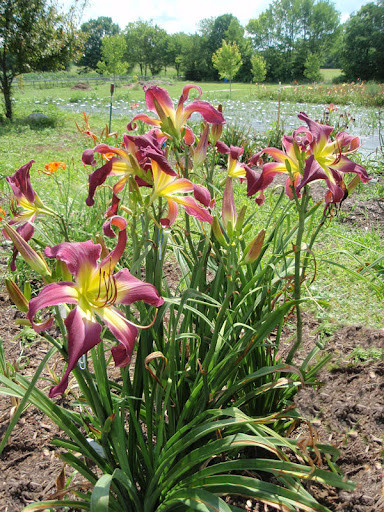 Crin Hemerocallis Purple Flight (ghiveci 1,5 L), crin de o zi cu flori ...