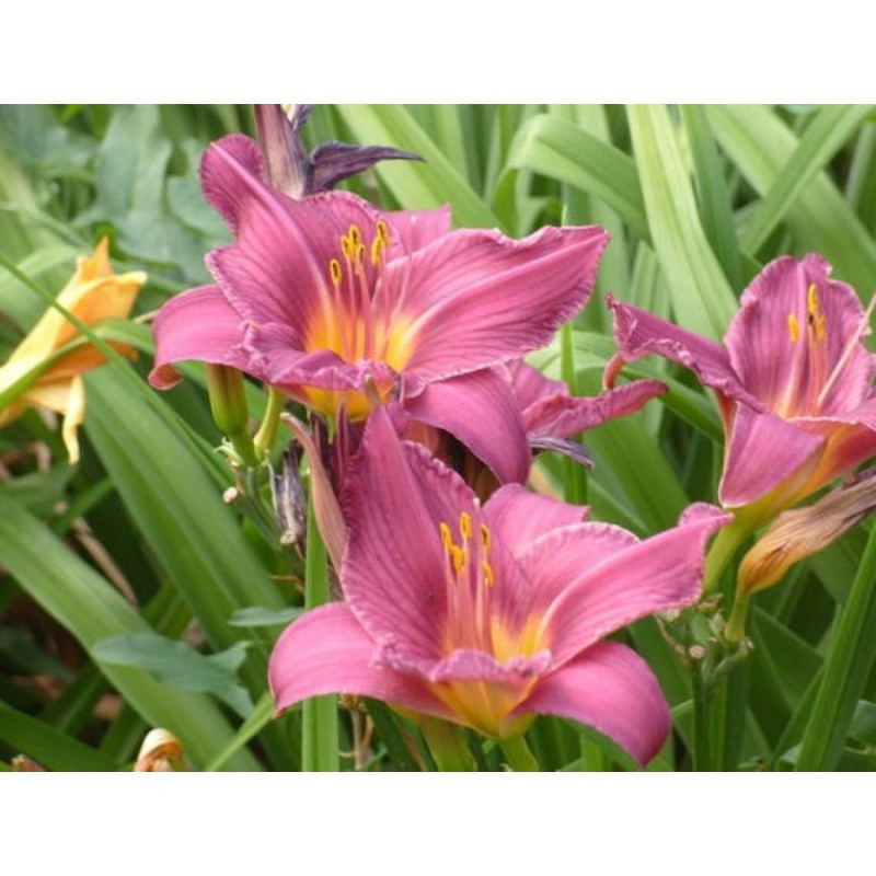 Crin Hemerocallis Purple Flight (ghiveci 1,5 L), crin de o zi cu flori ...