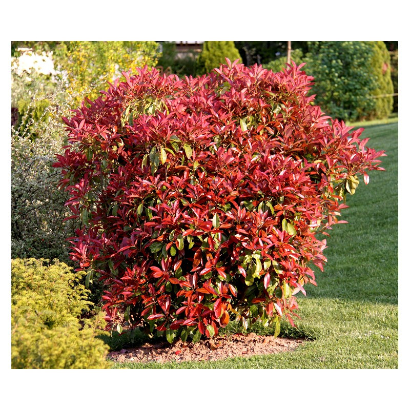Photinia Robusta Compacta (ghiveci 1,5 L), arbust decorativ, coroana ...