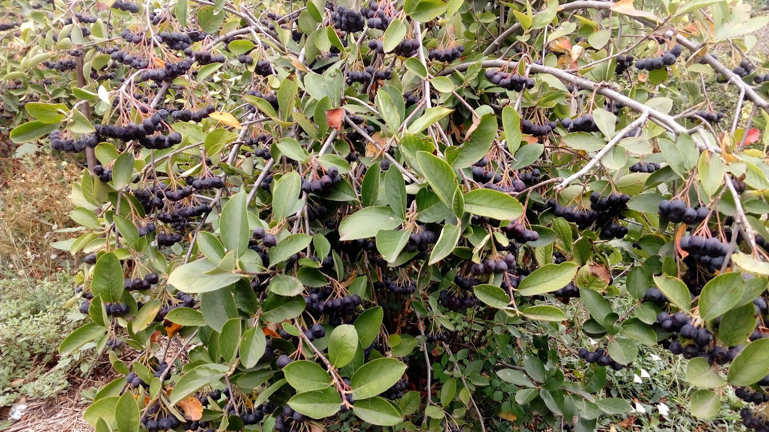 Aronia Nero (1 butas), arbust fructifer aronia negru, fructe acrisoare ...