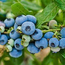 Afin Patriot, butasi de afine soi foarte productiv, ameliorat special ...