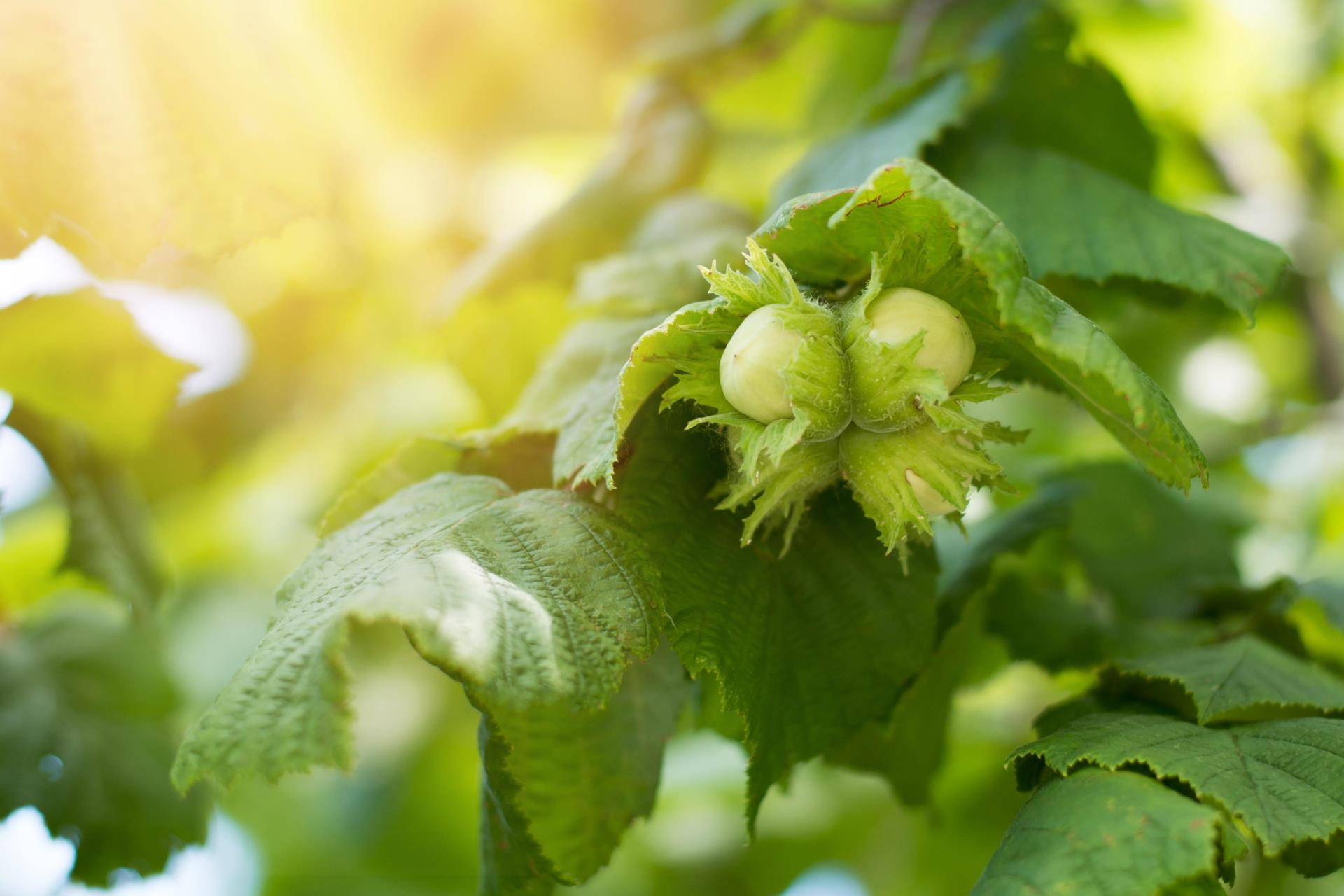Alun Uriasa de Halle, pom fructifer alun, cu fructe foarte mari, cu ...