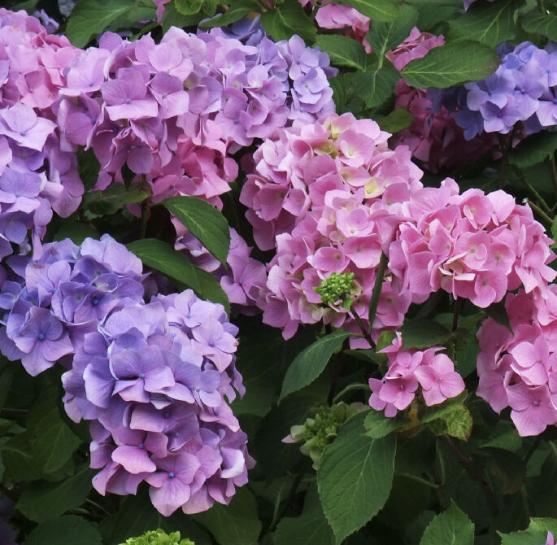 Hortensie Bouquet Rose, arbust ornamental cu flori grupate in globuri ...