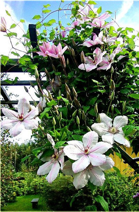 Clematite Jan Pawel II, tufa ornamentala cataratoare Clematis, cu flori ...