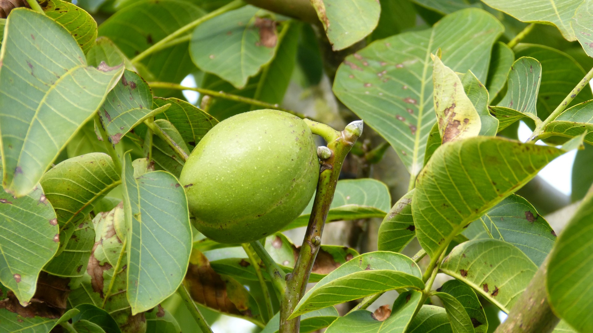 Puiet de nuc, pom fructifer nuc, cu fructe pana la 3-5 cm diametru, Yurta