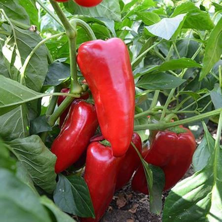 Ionel (50 seminte) de ardei capia soi timpuriu romanesc, Kertimag