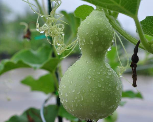 Dovleac decorativ Lopotok, tigva (1.5 g), seminte de dovleac decorativ ...