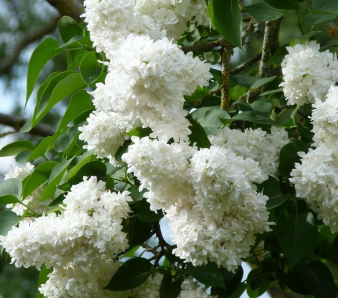 Liliac Mme Lemoine, arbust ornamental cu flori grupate in buchete ...