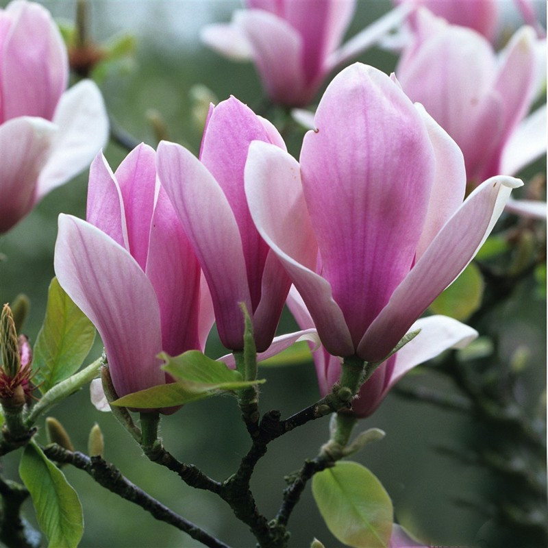 Magnolie Rustica Rubra, arbust ornamental cu flori mari, intr-o ...