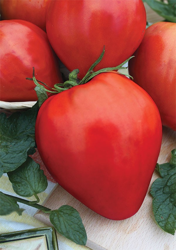 Inima de Bou Seminte Rosii Inima de Bivol Rosu Roz