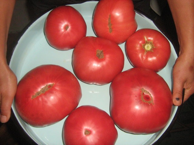 Rosii Rozova Maghia (1 gr) Seminte rosii Magie Roz, Soi Gigant Bulgaria ...