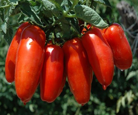 Tipuri de Rosii - Seminte Tomate