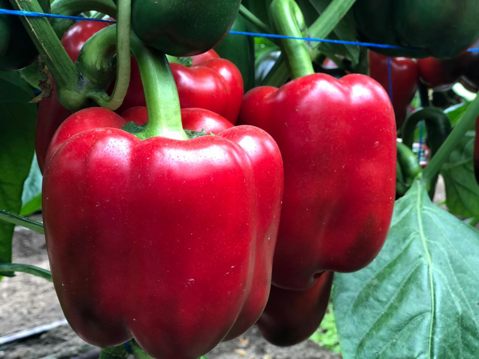 Ardanza F1 (100 seminte) ardei gras rosu, Seminis