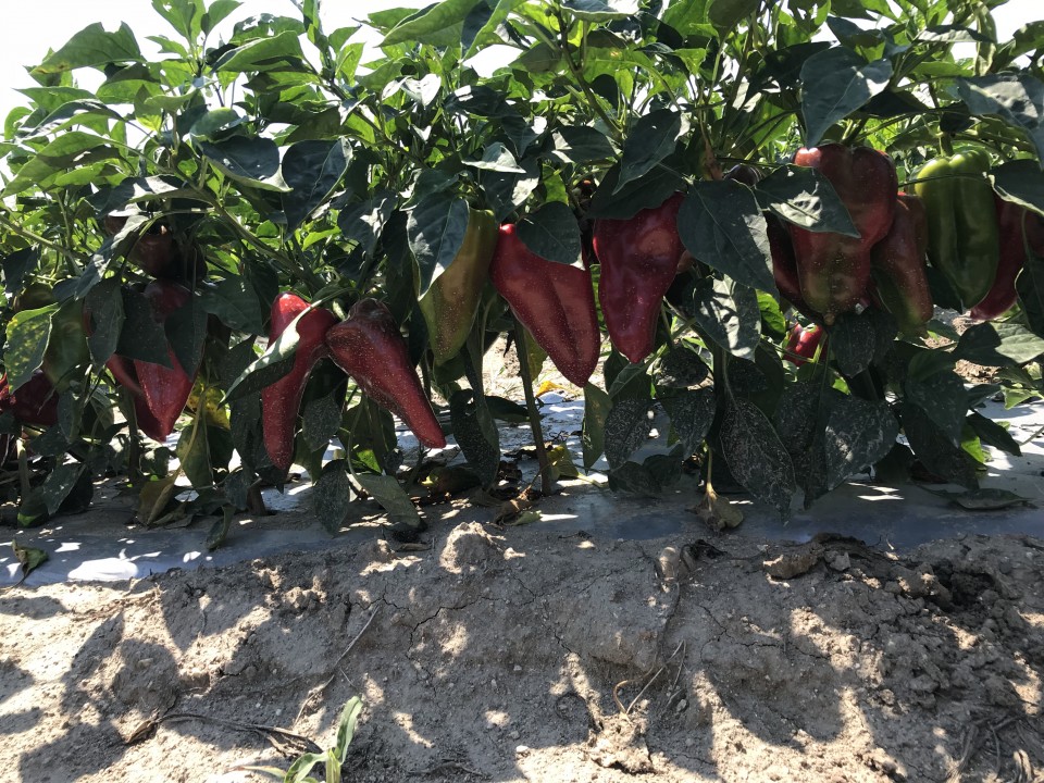 Ardei Capia de Plovdiv (Plovdivska Kapia) (2 gr) Seminte de Ardei Capia ...