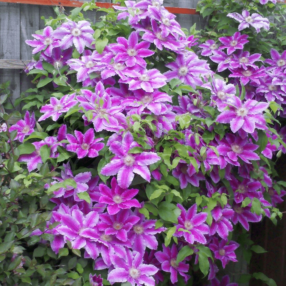 Clematite Doctor Ruppel, tufa ornamentala cataratoare Clematis, cu ...