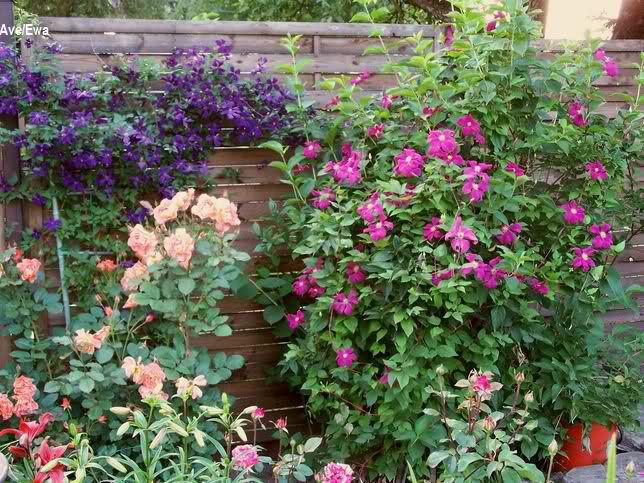 Clematite Kryspina (1.5 m in ghiveci de 2 L), tufa ornamentala ...