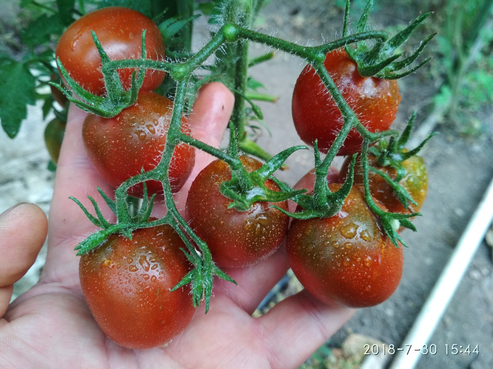 De Barao Black (40 seminte) rosii negre, ovale de culoare mahon inchis ...