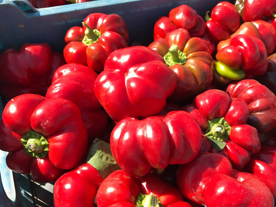 Gogosar Bucur (50 seminte) de ardei gogosar soi gigant, Agrosem