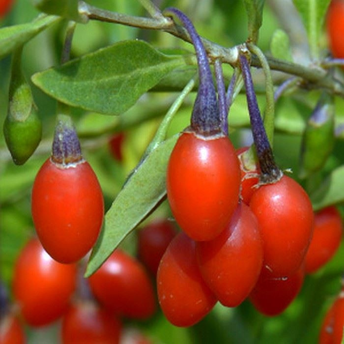 Goji Korean Big, rasad de Goji Berry, arbust peren rezistent la seceta ...