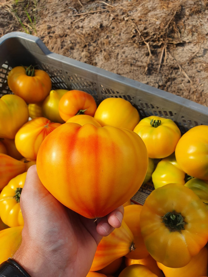 Gourmansun F1 (250 seminte) rosii exotice tip ananas, inima galbena ...