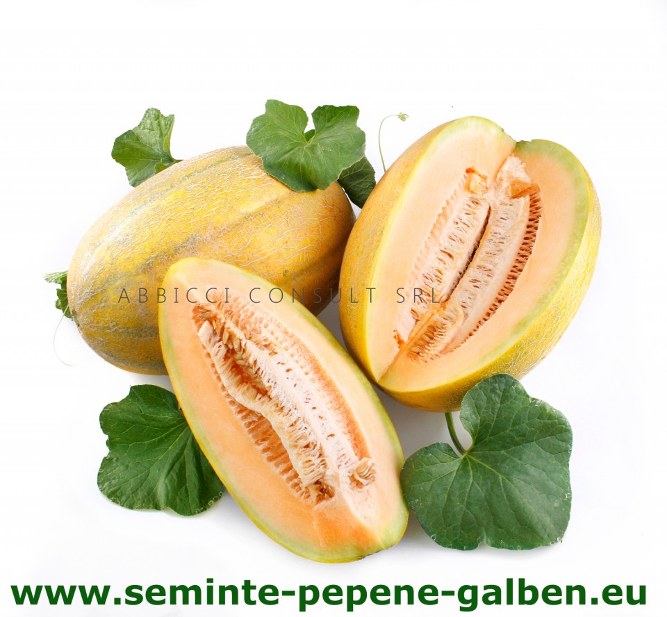 Kehlibar F1 (100 gr) seminte de pepene galben, bulgaresti profesionale ...