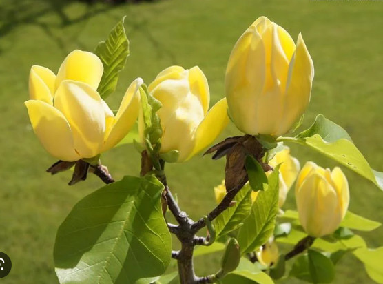 Magnolie Yellow Bird Brooklynensis galbena (ghiveci 3 L) cea mai ...