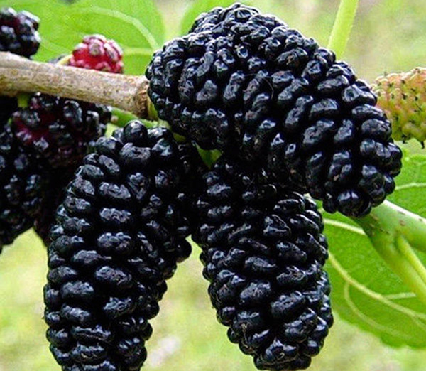 Puiet de dud negru, pom fructifer dud negru, cu fructe cu gust dulce ...