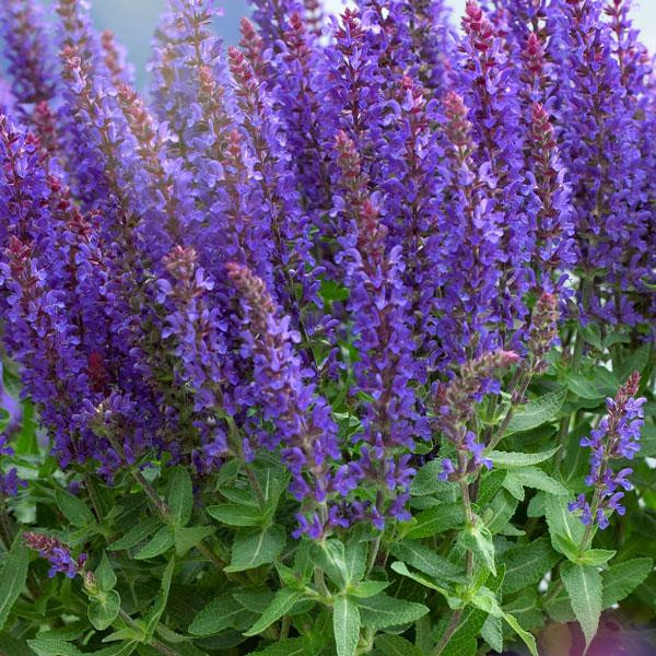 Salvia nemorosa Deep Blue Compact (in ghiveci de 1 L), rasad de salvie ...