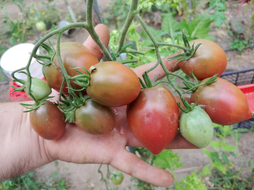 Ukrainean Purple (30 seminte) rosii prunisoare de culoare purpuriu ...