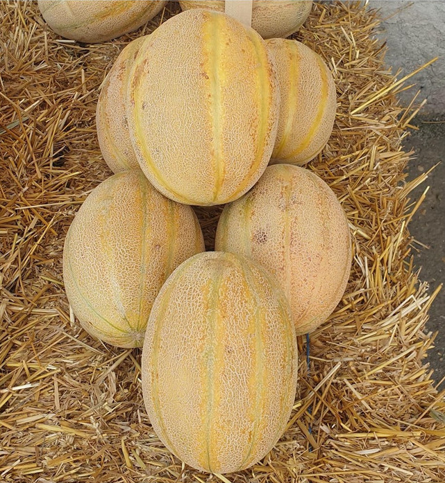 Amethyst F1 (500 seminte) pepene galben tip bulgaresc, feliat, pulpa ...