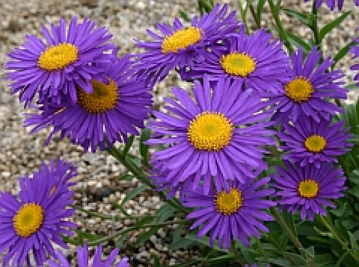 Aster alpinus Violet (in ghiveci de 1 L), rasad de Ochiul Boului cu ...