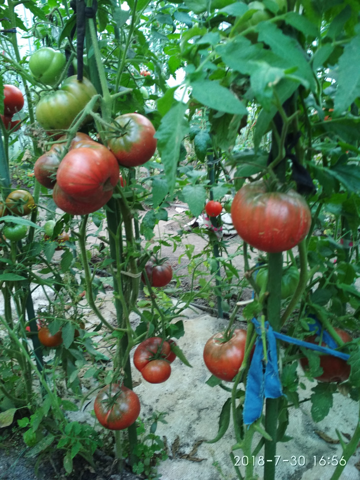 Black Russian (40 seminte) rosii negre, culoarea mahon-brun, Thompson ...