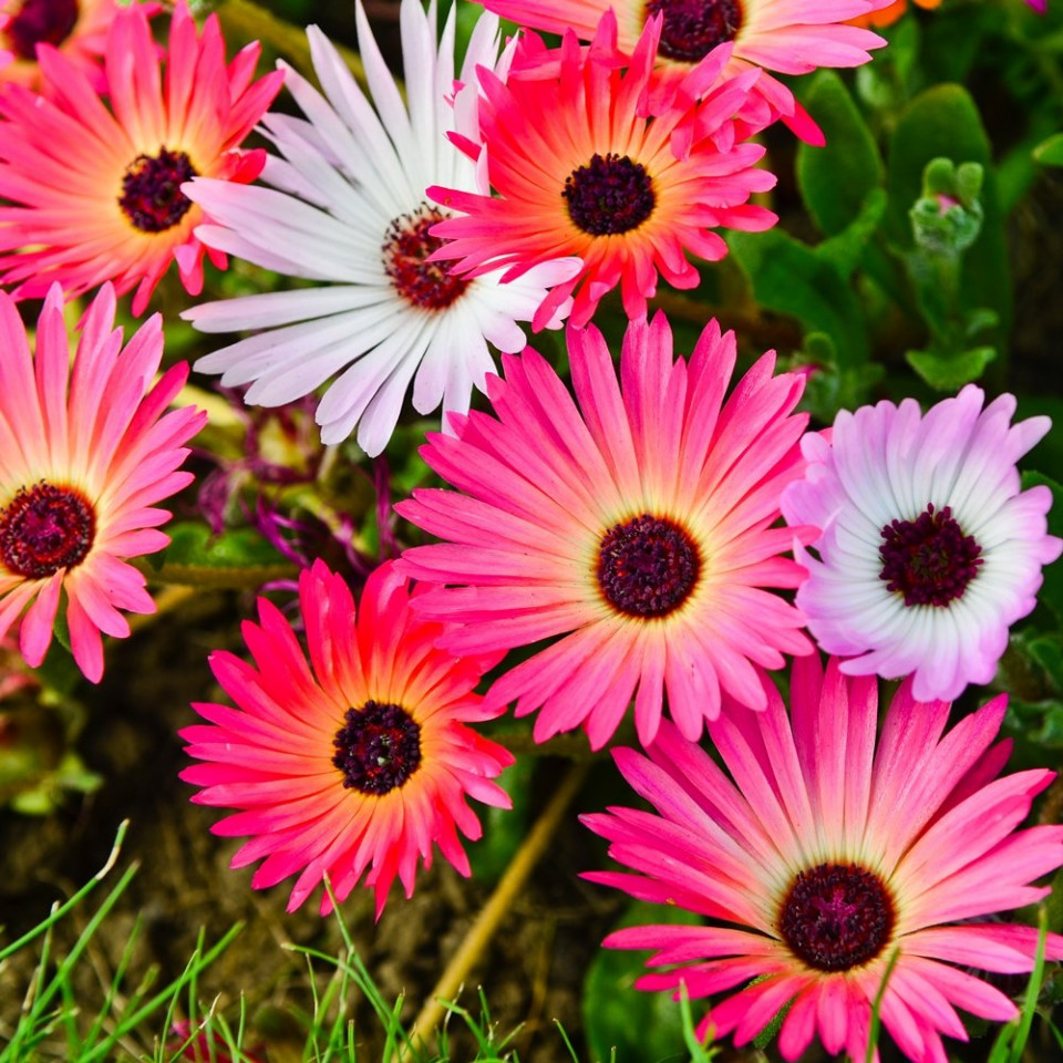 Floare de cristal mix (1 g), seminte de plante anuale cu flori in ...