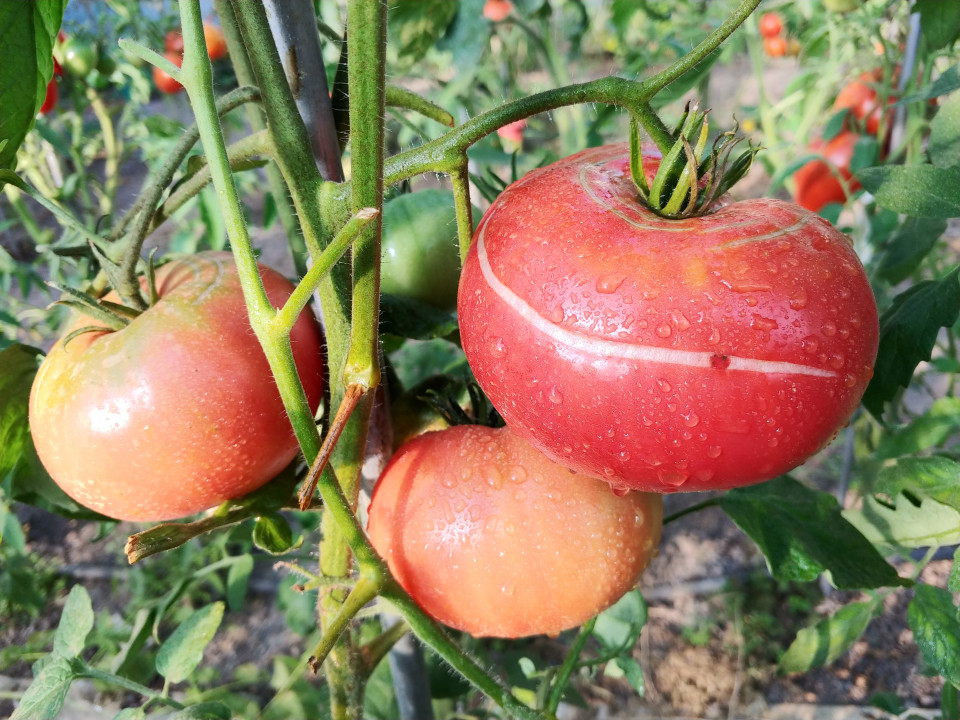 Giant Tree (40 seminte) rosii gigant, planta viguroasa tip copac, pulpa ...