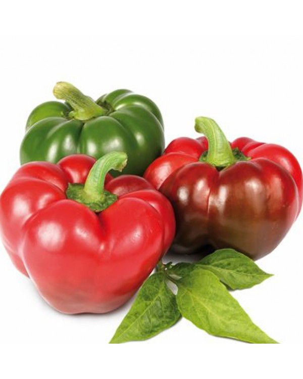 Gogosar VP fostul Zeleni Rotund (1500 seminte) de ardei gogosar fructe ...