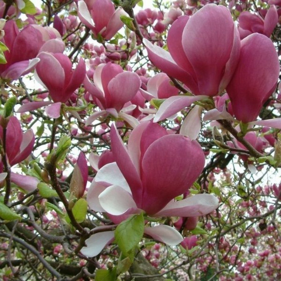 Magnolie Rustica Rubra, arbust ornamental cu flori mari, intr-o ...