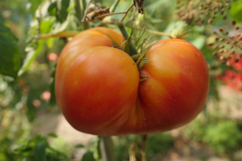 Mistery of Nature (30 seminte) rosii mari culoare de la galben la roz ...