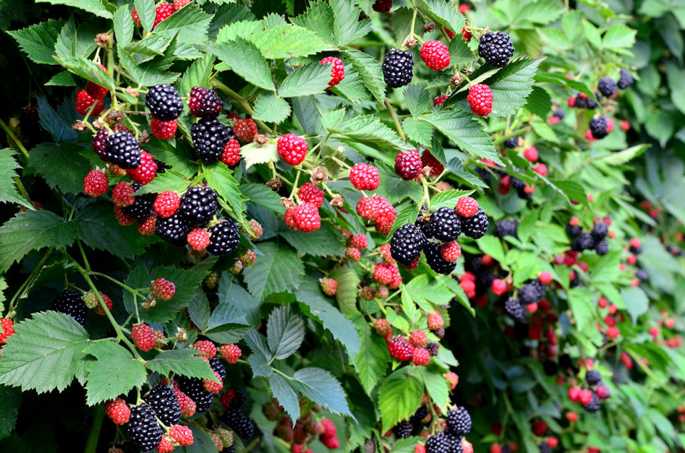 Mur Thornfree, butasi de mure soi cu fructe foarte mari, suculente, cu ...