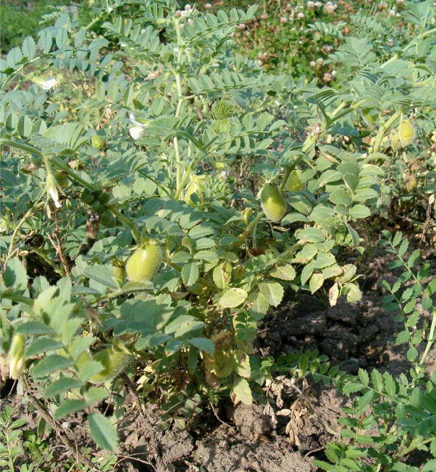 Naut (100 gr) seminte naut, planta anuala rezistenta la seceta, Agrosem