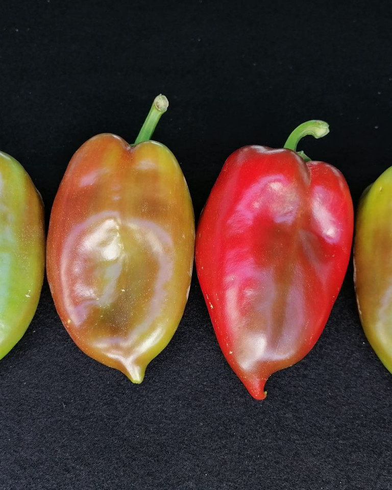 Nesina F1 (1000) seminte ardei capia hibrid nou sarbesc, Superior Seeds