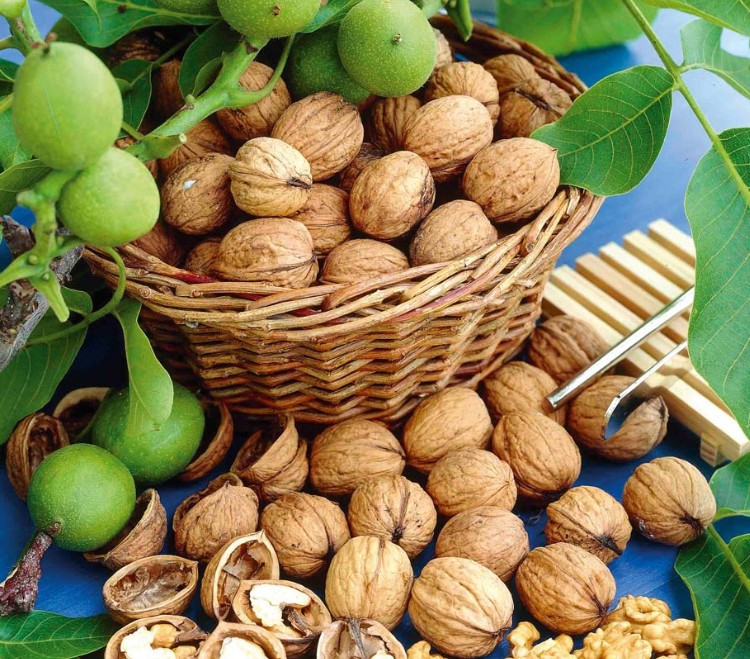 Puiet de nuc, pom fructifer nuc, cu fructe pana la 3-5 cm diametru, Yurta