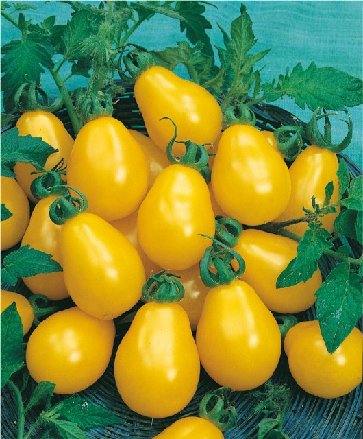 Rosii Perun (150 seminte) de rosii galbene tip cherry prunisoara, Kertimag